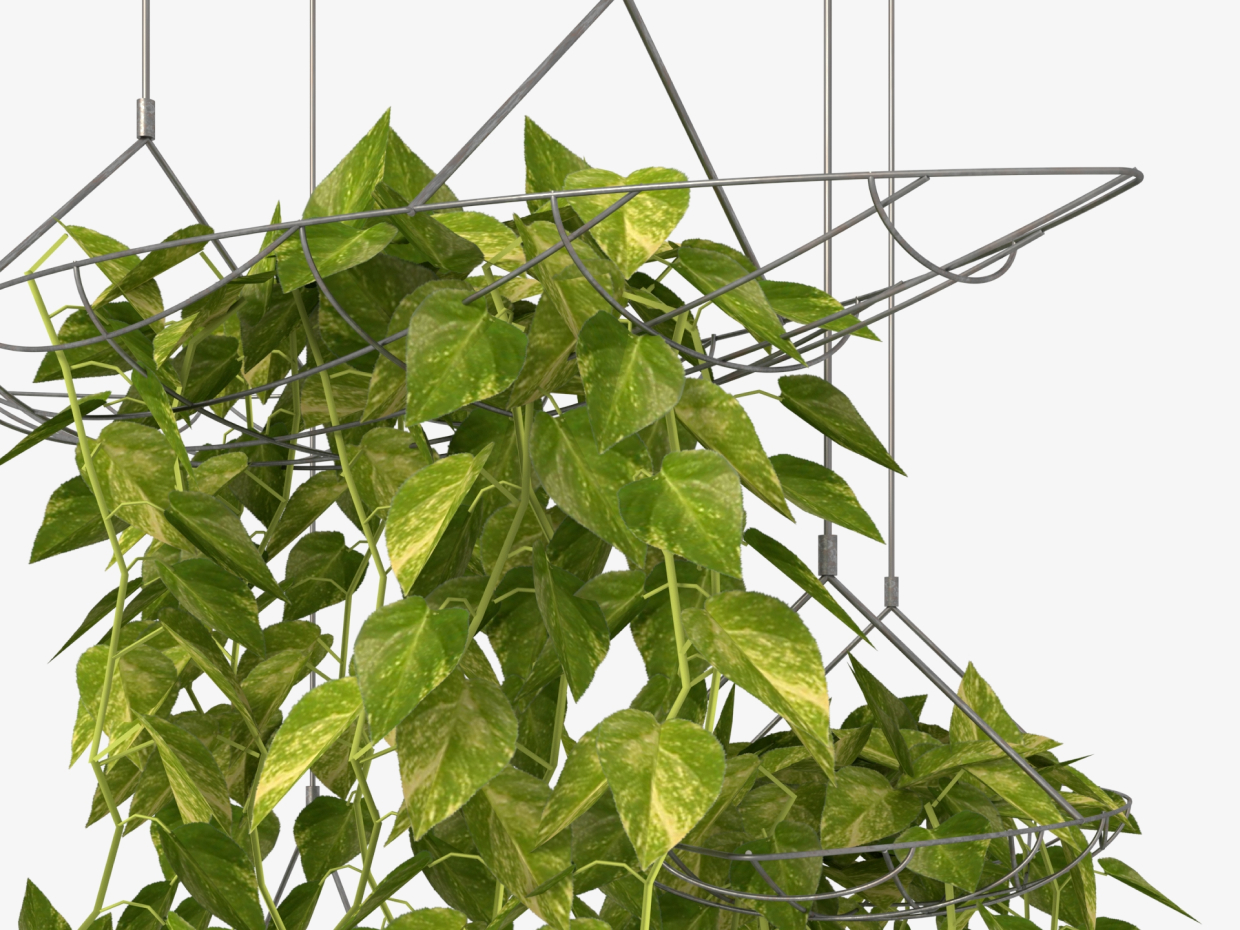 Screen Leaf Cloud | CSI Creative