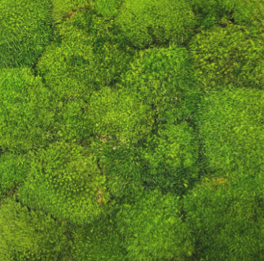 Moss Wall Art Ideas & Inspiring Moss Art Designs