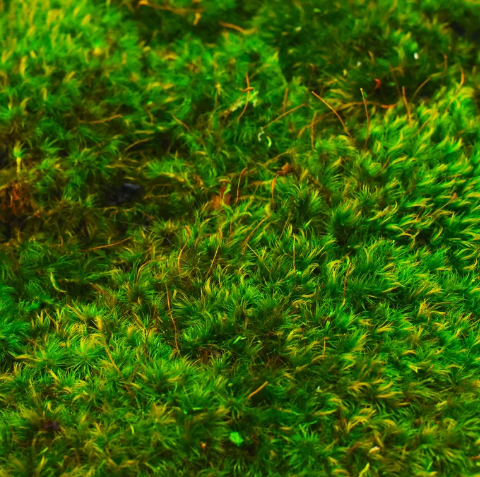 Live Moss Wall Panels for Interiors & Design