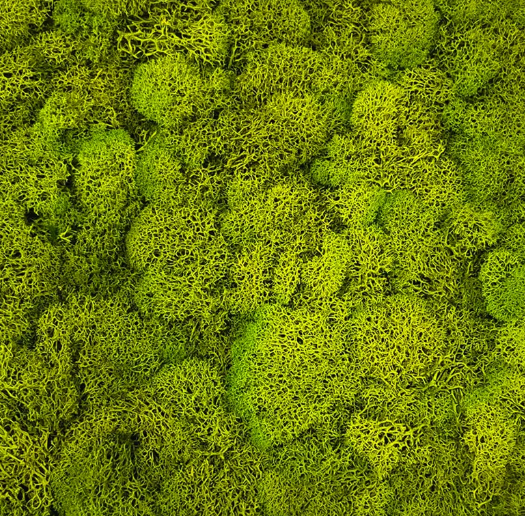 Custom Moss Wall Solutions in Commercial Interiors