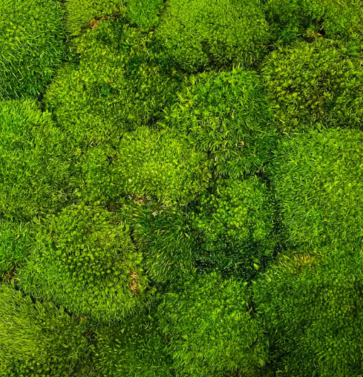 Custom Moss Wall Solutions in Commercial Interiors